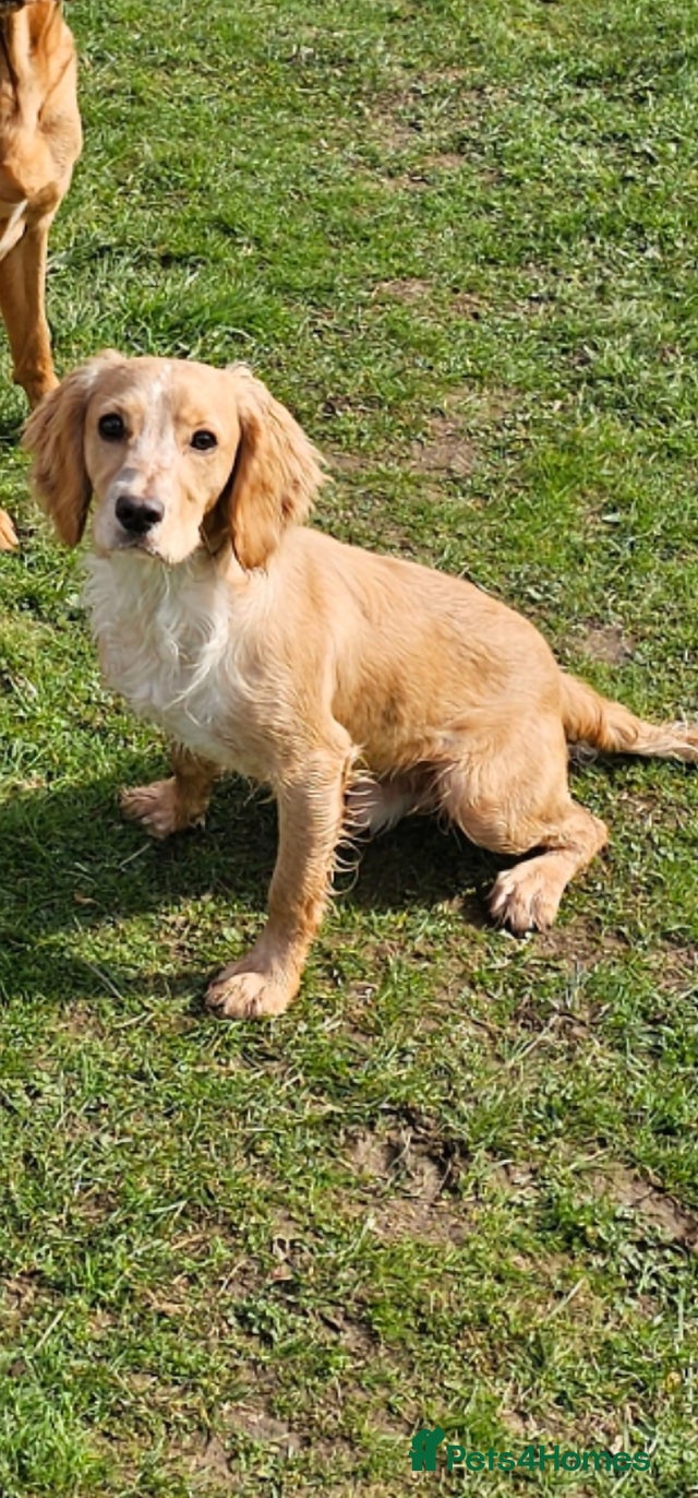 Cocker spaniel pups for sale in Pickering | Pets4Homes