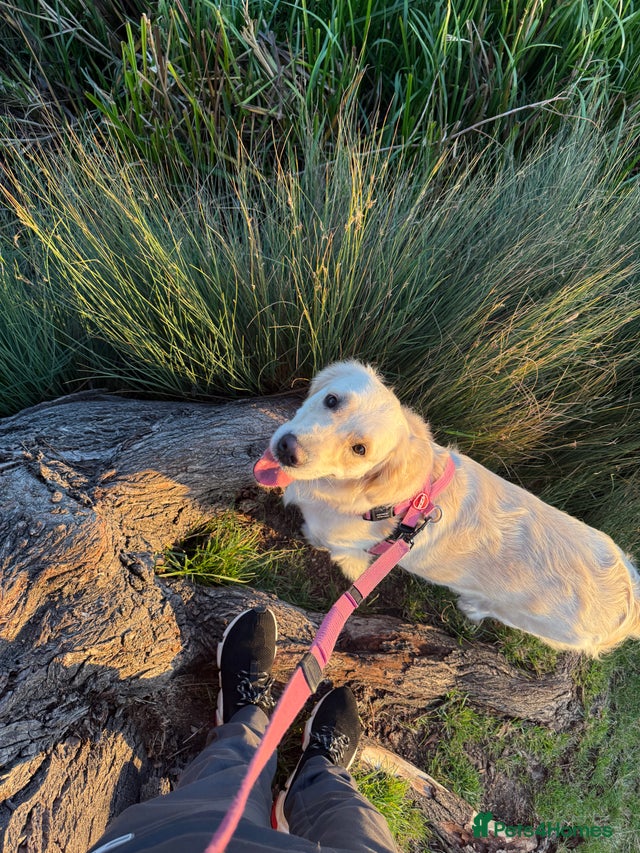 We are looking for a male golden retriever stud for stud in Sutton ...