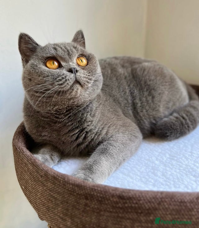 Beautiful BSH blue female cat for sale in Bordon | Pets4Homes