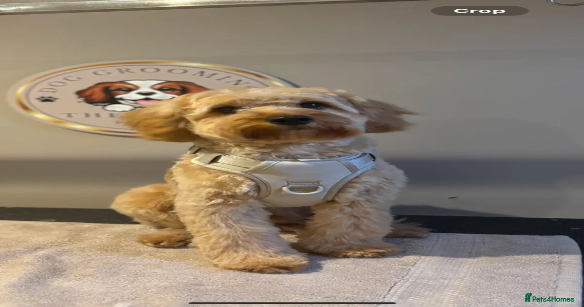 Proven F1 Cavapoo for stud for stud in Farnham | Pets4Homes