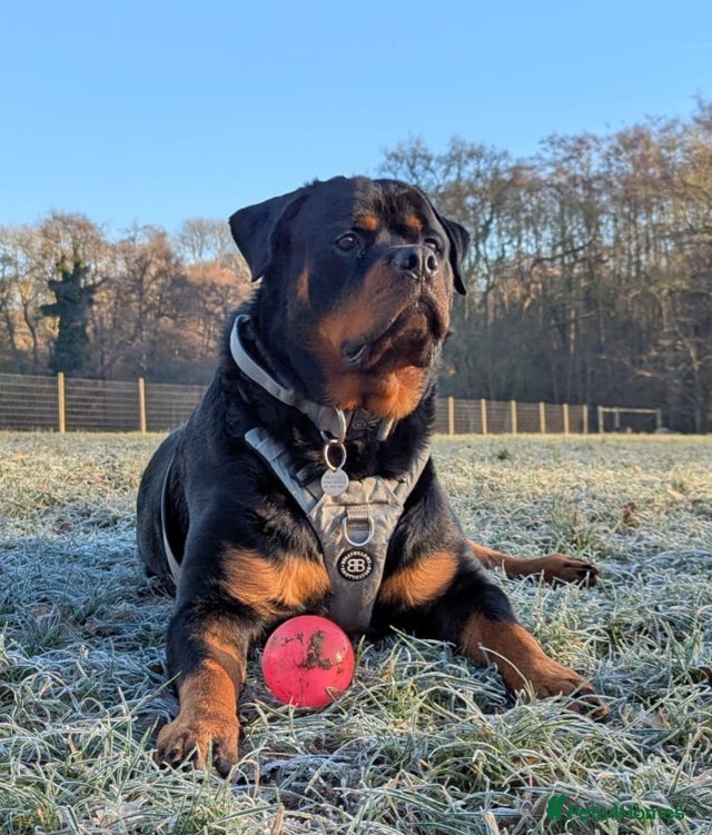 DEXTER, 5th Gen KC registered adult Rottweiler dog for sale in Burton ...