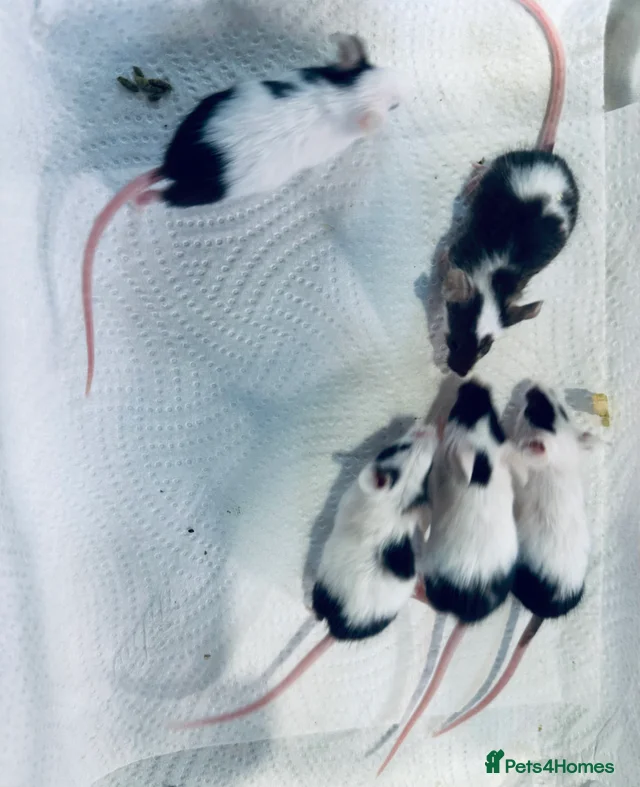 Baby Female Fancy Mice for sale in Barnsley | Pets4Homes