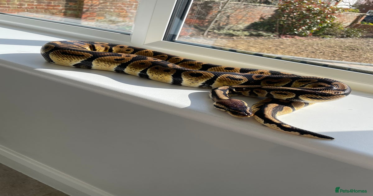 Royal Python with Vivarium for sale in Rickmansworth | Pets4Homes