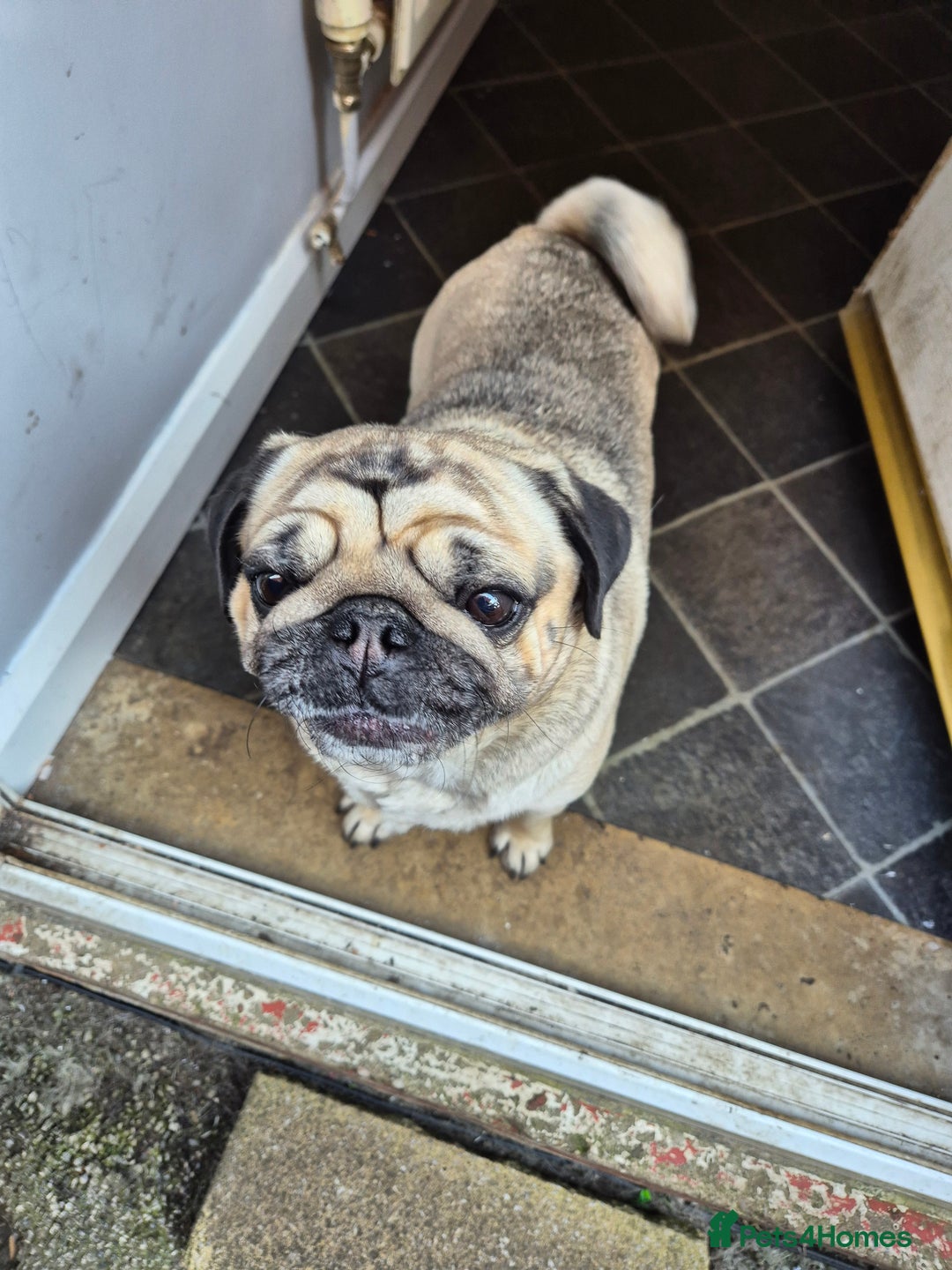 Pugs for sale for sale in Derby | Pets4Homes