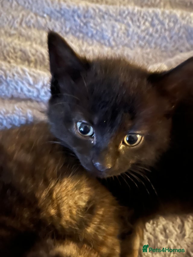 4 fluffy kittens for sale in Brighton | Pets4Homes