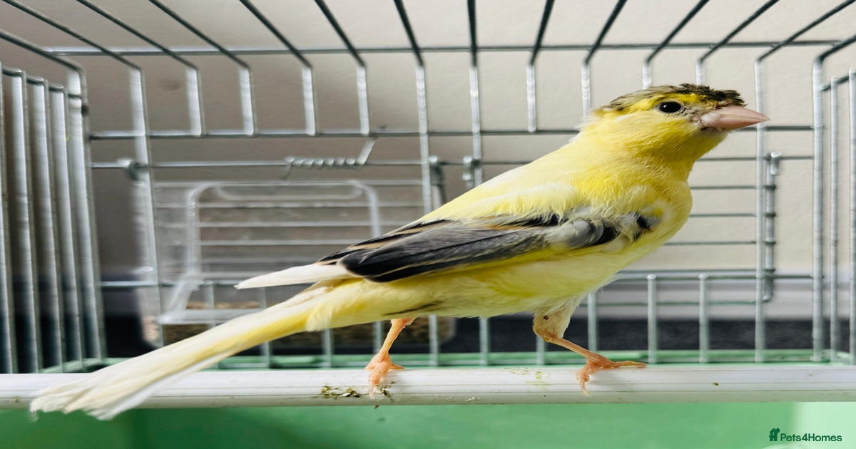 Canaries for sale in West Bromwich | Pets4Homes