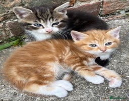 Ginger Kittens for sale | Pets4Homes