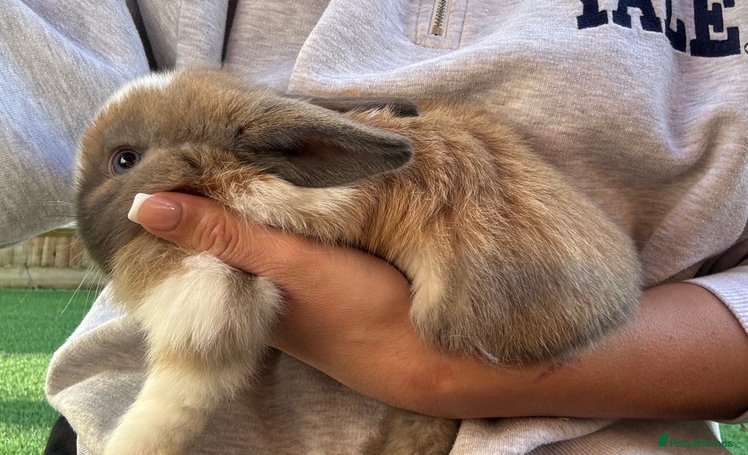 Beautiful Mini Lop Baby Bunnies for sale in Tunbridge Wells | Pets4Homes