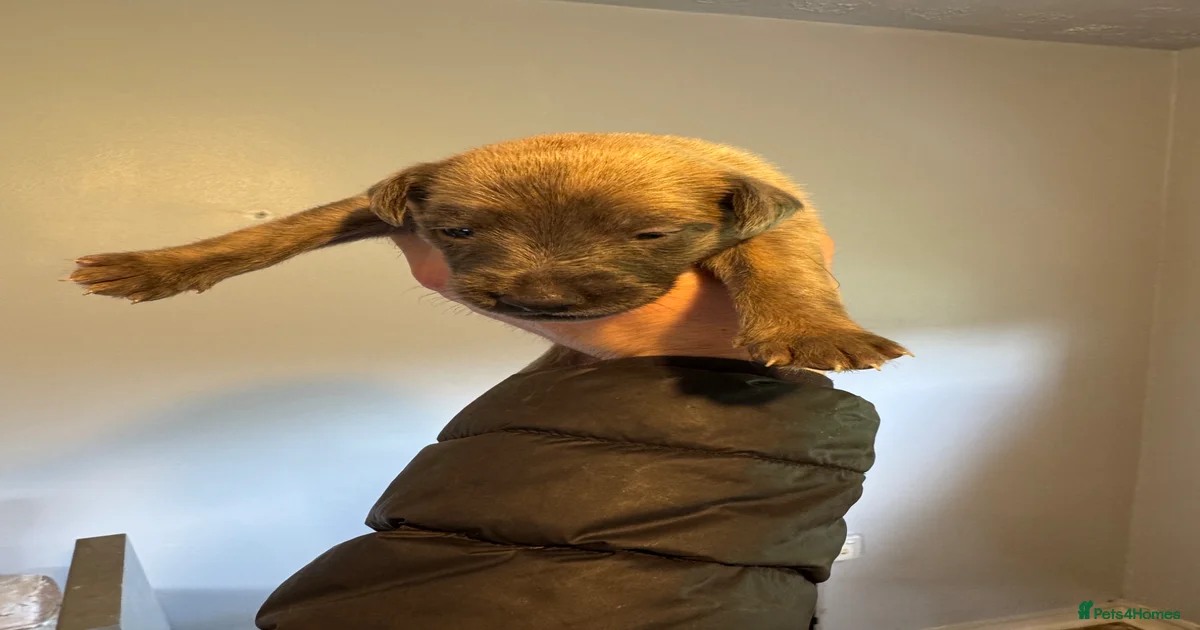 Bedlington Whippet for sale in Wallsend | Pets4Homes