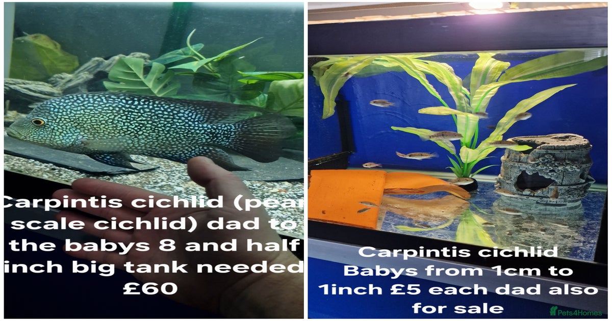 Loads of fish for sale for sale in Lowestoft | Pets4Homes