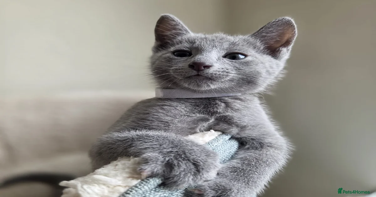 Russian Blue Kittens for sale | Pets4Homes