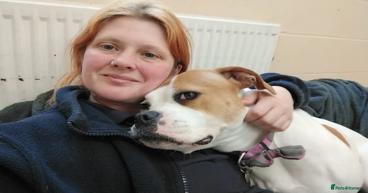 Boxer Dogs for adoption in Spalding, Lincolnshire | Pets4Homes