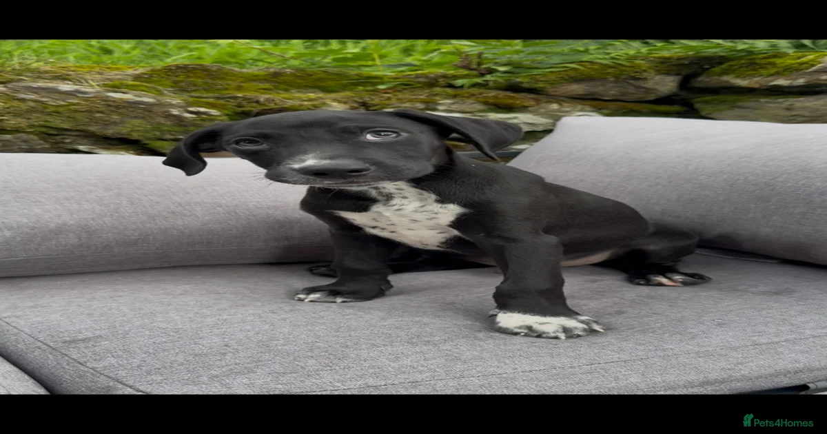 Mixed Breed Puppies for sale | Pets4Homes