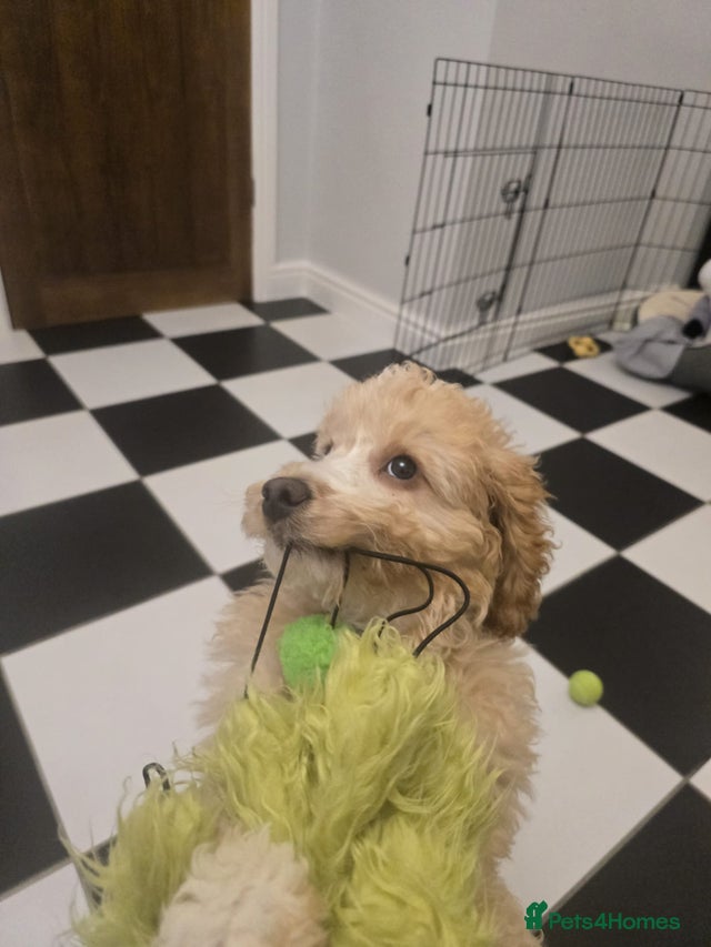 16-week-old Cockapoo puppy – loving home wanted for sale in Liverpool ...