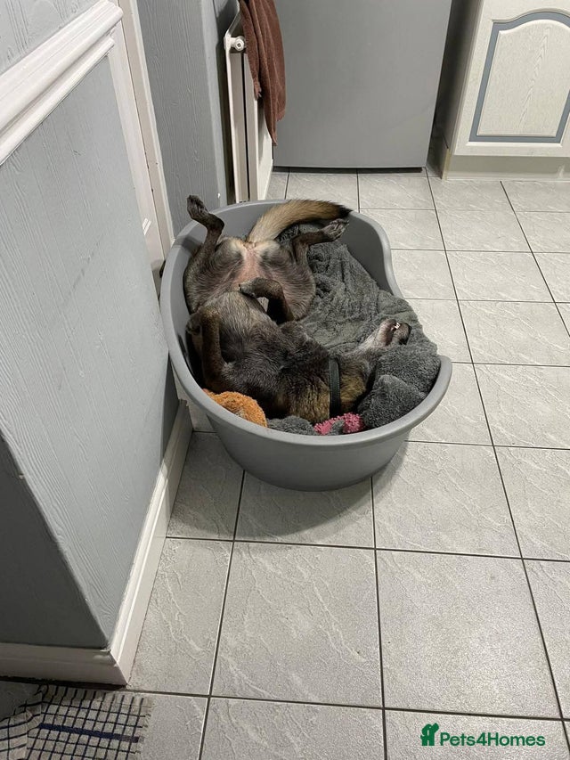 Meet Sasha, currently residing in Merseyside for adoption in Saint ...