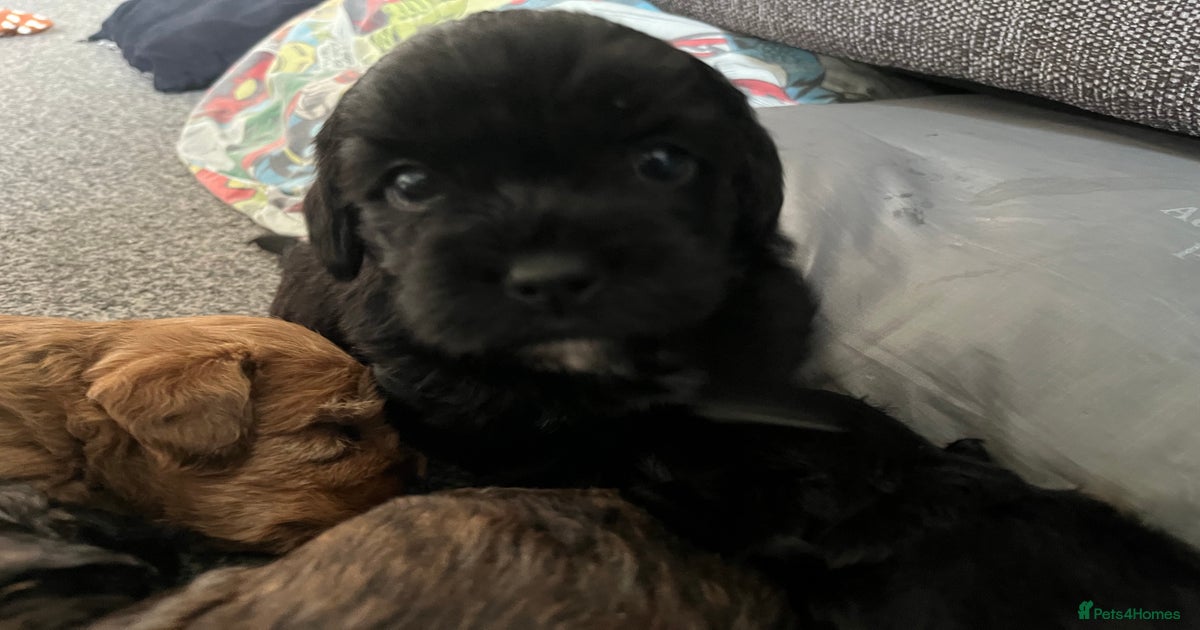 Beautiful Shihpoo/Cavapoochon puppies for sale in Leicester | Pets4Homes