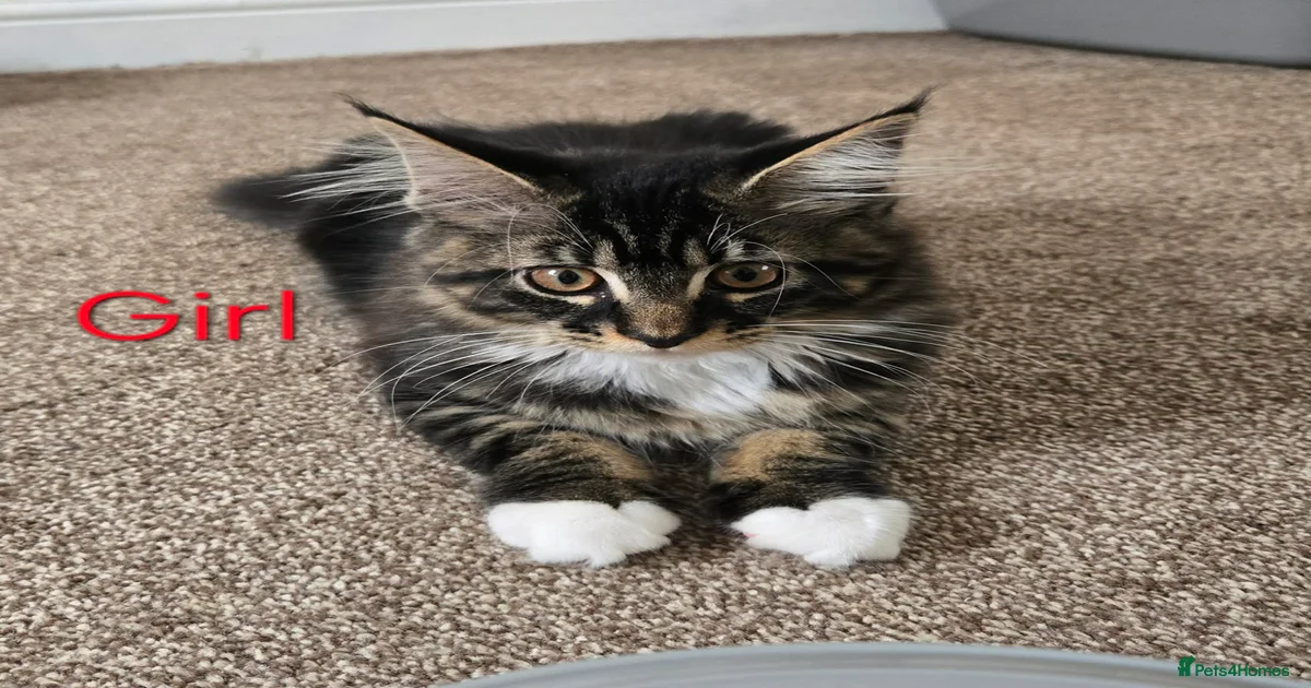 Maine Coon Kittens for sale | Pets4Homes