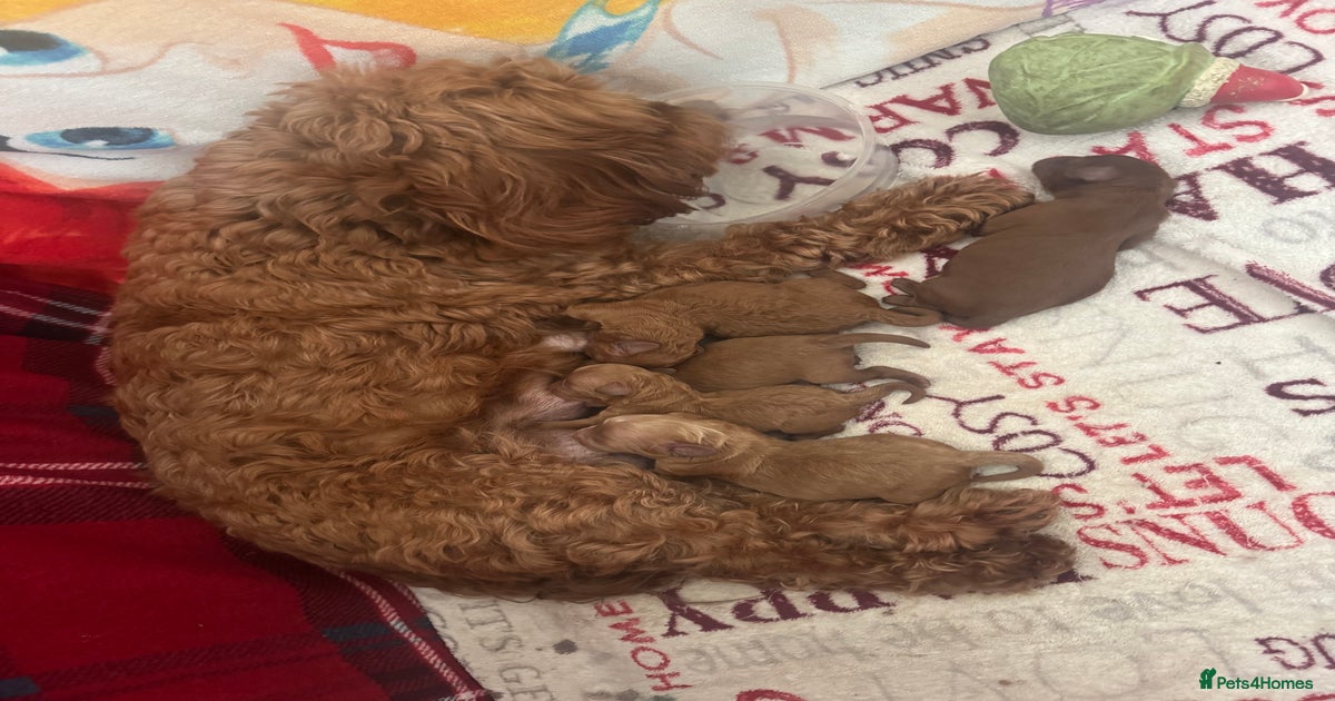 Red F1B Cavapoos available one boy one gorl for sale in Hornchurch ...