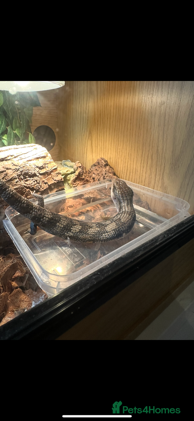 Blue tounged skink for sale in Bristol | Pets4Homes