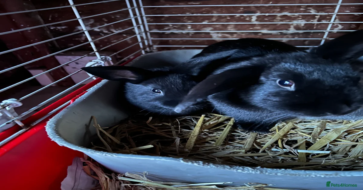Mini Lop Rabbits for sale in London, Greater London | Pets4Homes