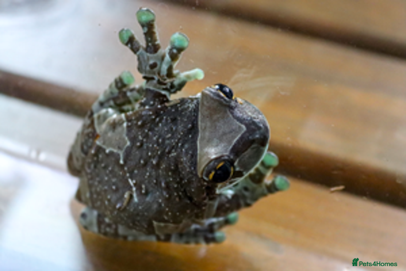 For Sale – Amazon Milk Frogs (Proven Breeders) 🐸 for sale in ...