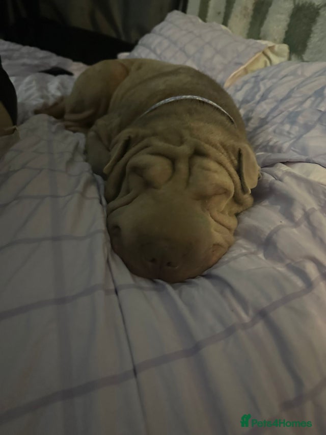 Shar pei for sale in Widnes | Pets4Homes