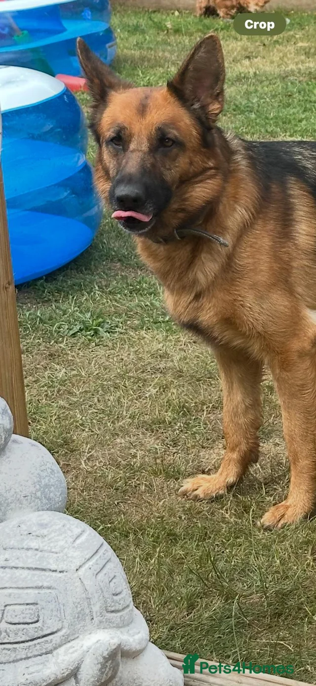 Beautiful German shepherd for sale in Witham | Pets4Homes