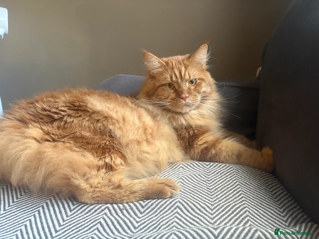 Maine coon for sale in London | Pets4Homes