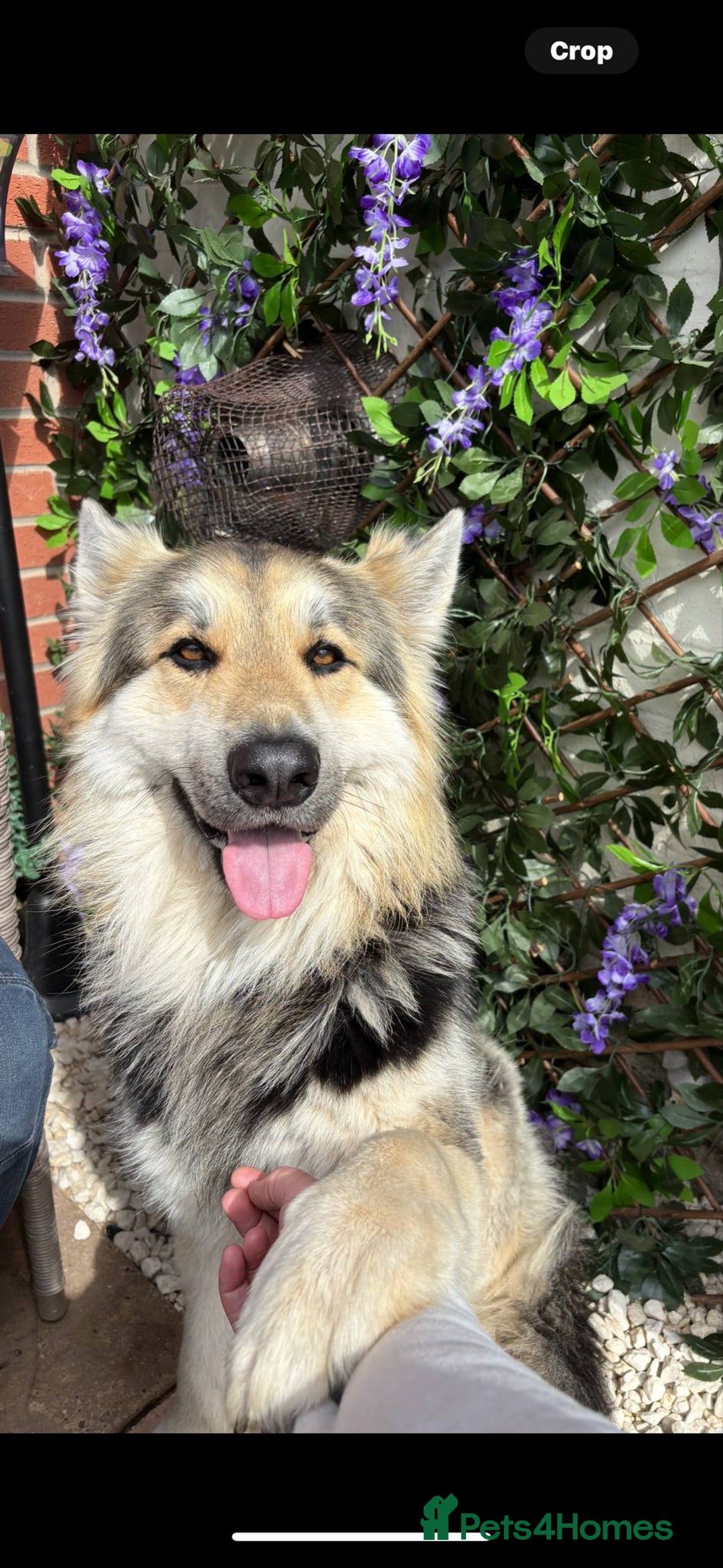 Male German shepherd dog for sale in Horncastle | Pets4Homes