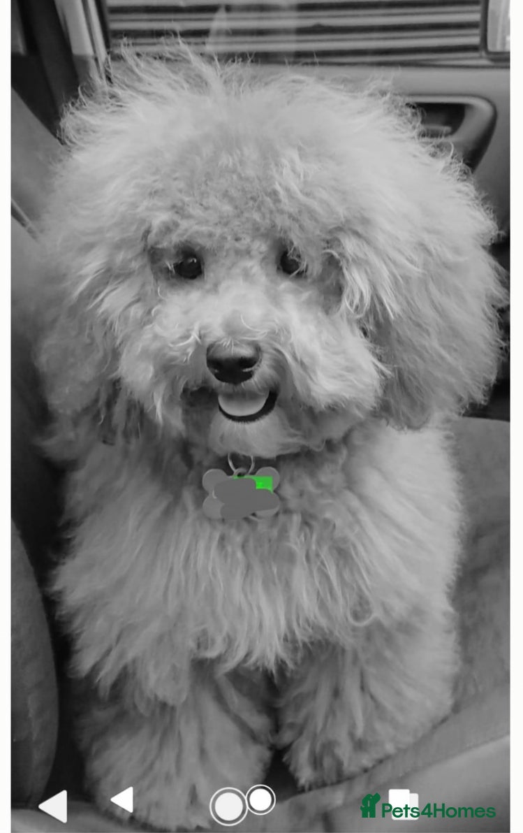 Poochon Dogs Breed - Information, Temperament, Size & Price | Pets4Homes