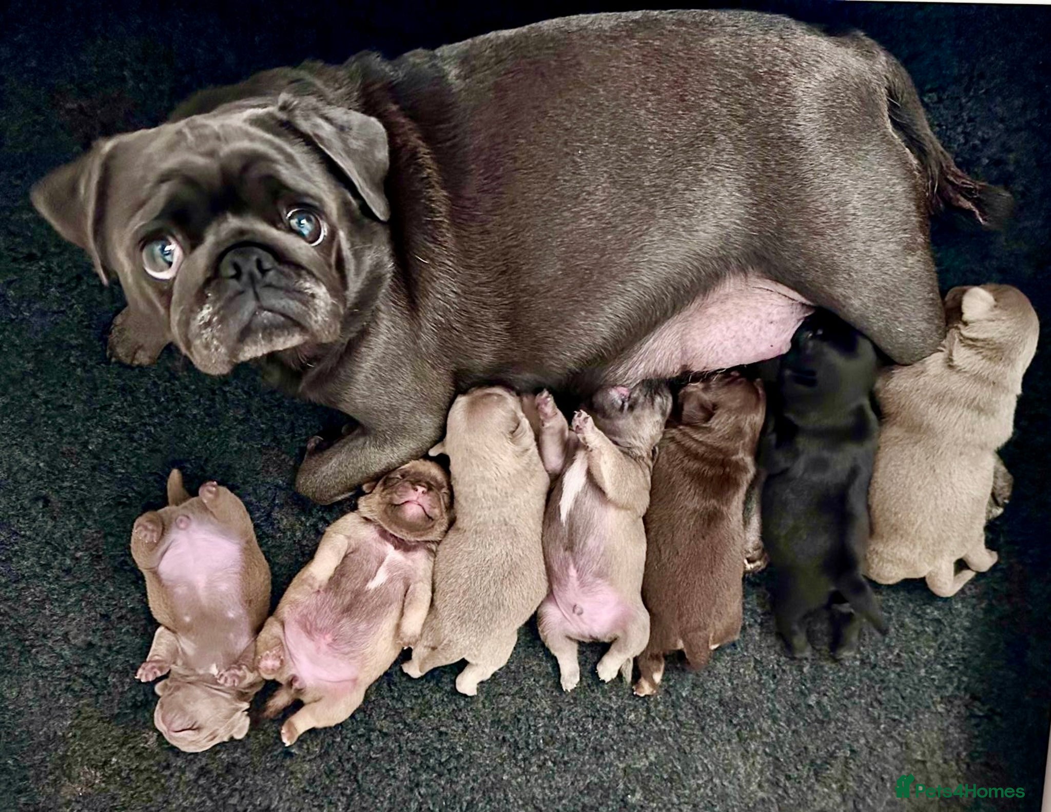 Pug Puppies for sale | Pets4Homes
