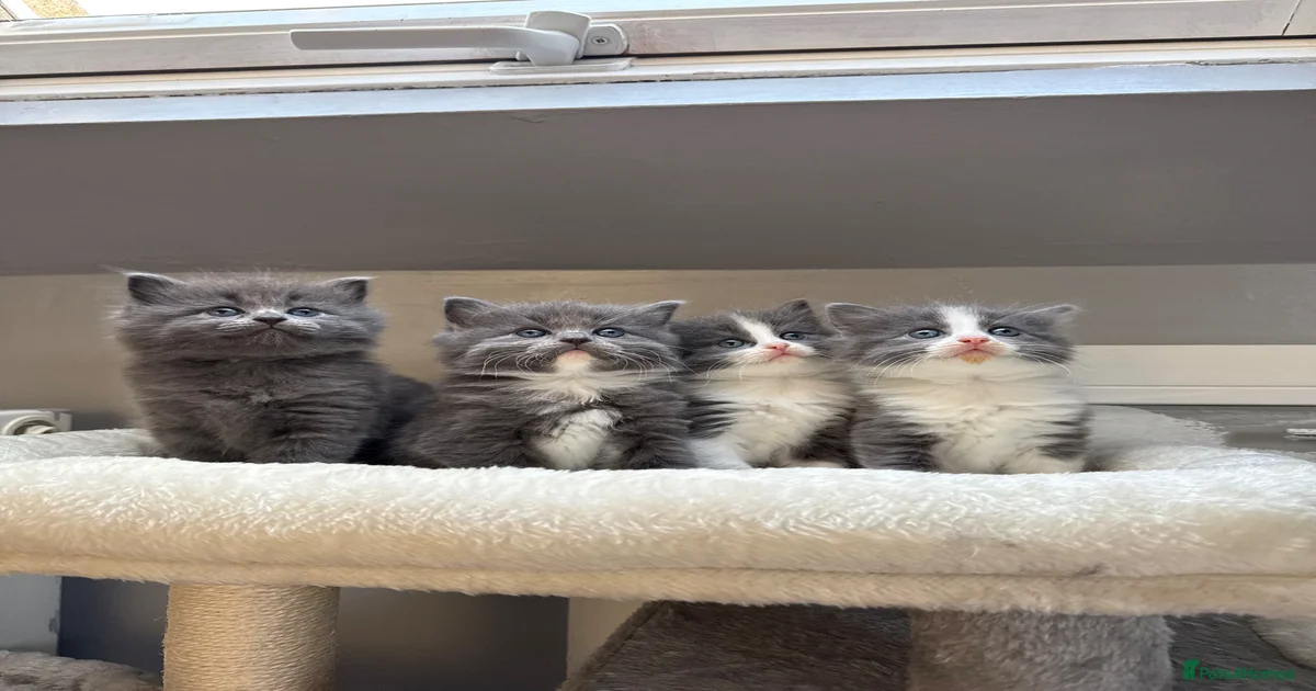 Jack Mixed Breed Kittens for sale | Pets4Homes