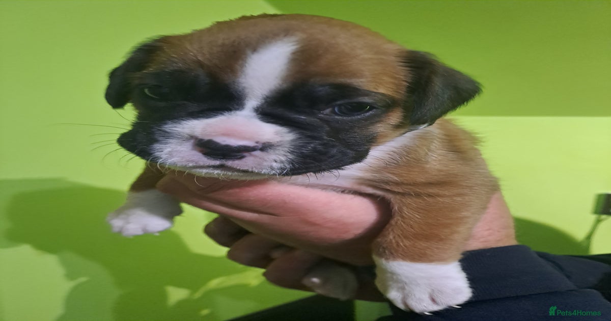 Bobtail/tailed Boxer puppies. ️ for sale in Newton Aycliffe | Pets4Homes