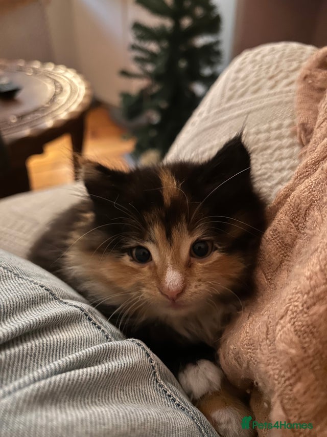 High energy , very happy kitten for sale in Teignmouth | Pets4Homes