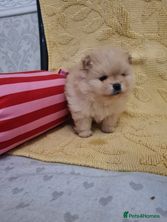 Pomeranian Puppies for sale in Livingston | Pets4Homes