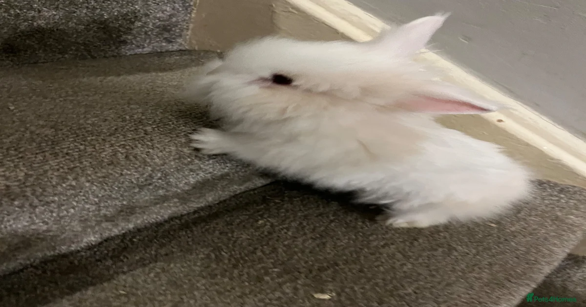 Lionhead Rabbits for Sale for sale in Coventry, West Midlands | Pets4Homes