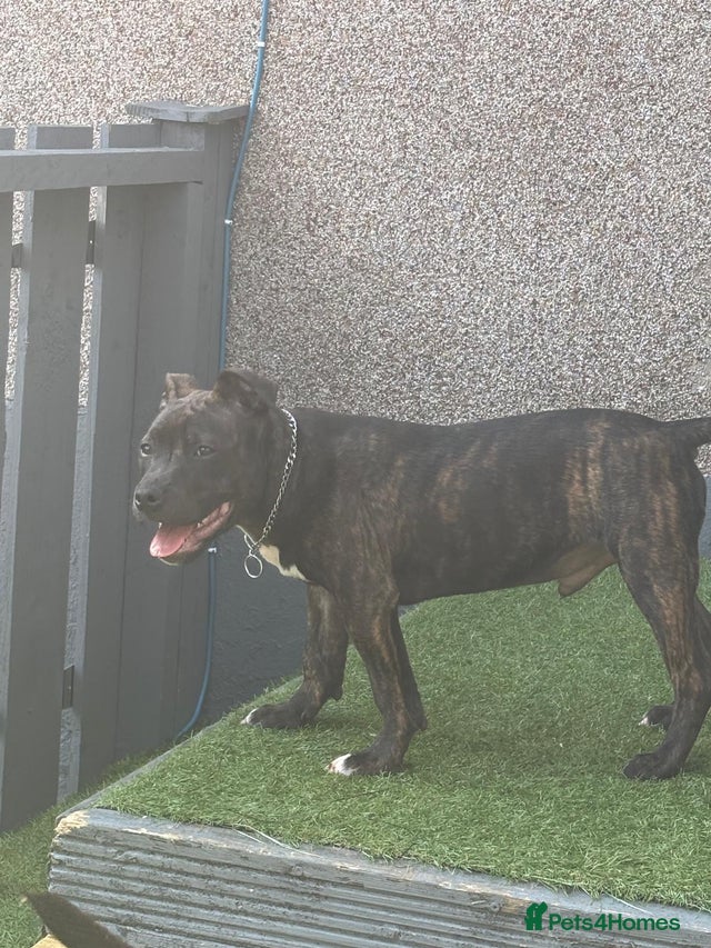 5 month old staffy male brindle for sale in Port Glasgow | Pets4Homes