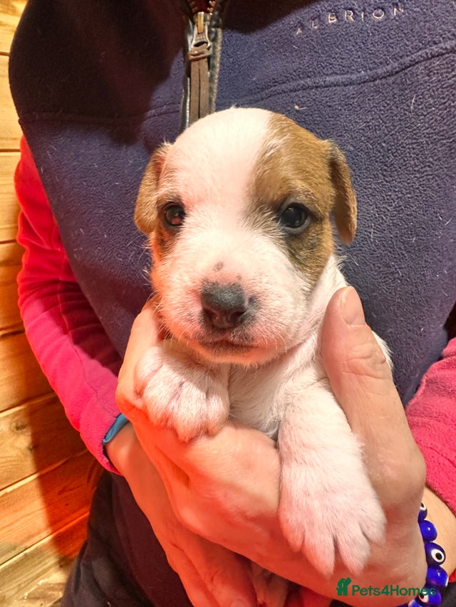 Stunning litter for sale in Lincoln | Pets4Homes