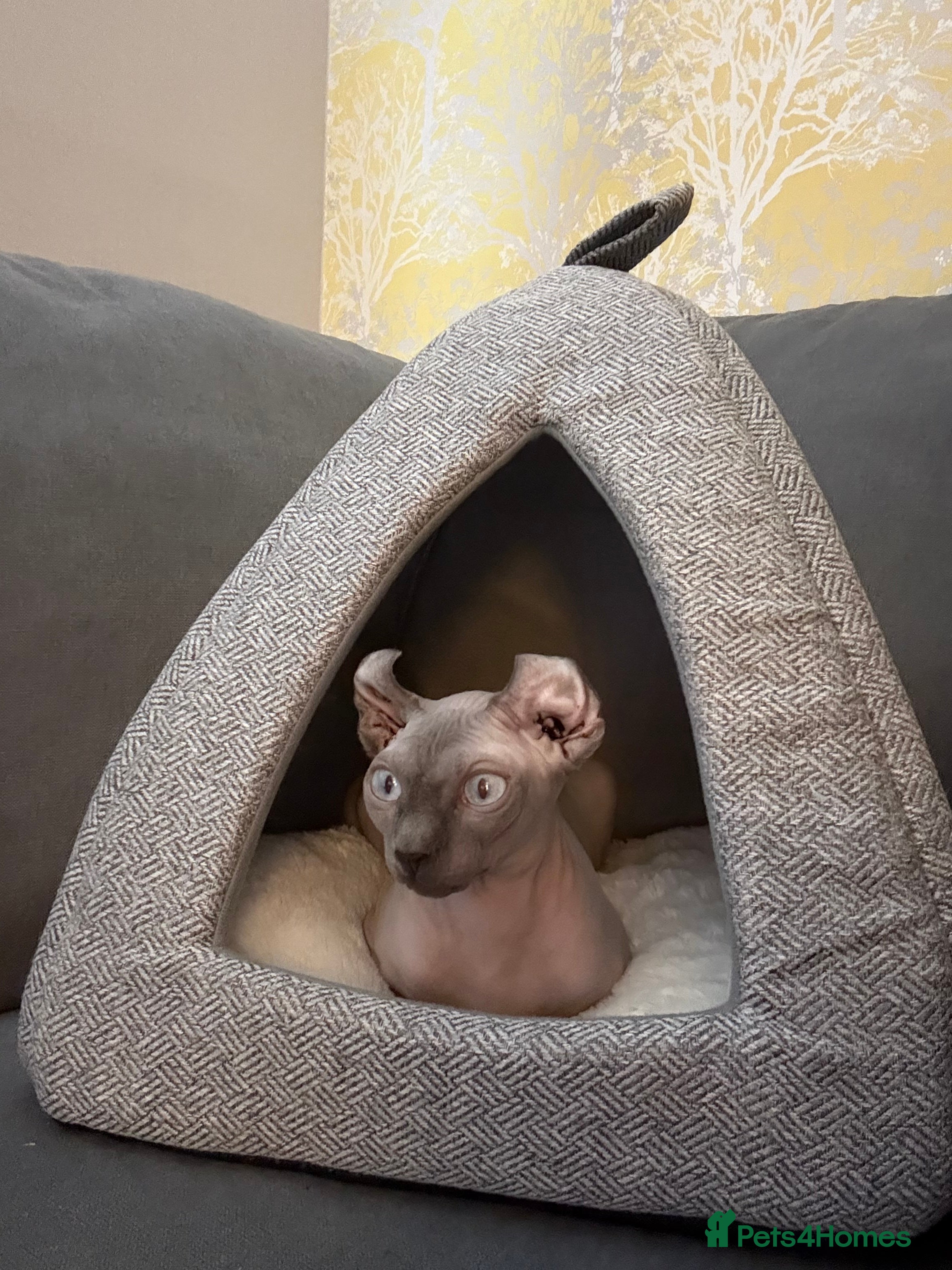 Sphinx female 12 months old for sale in Heywood | Pets4Homes