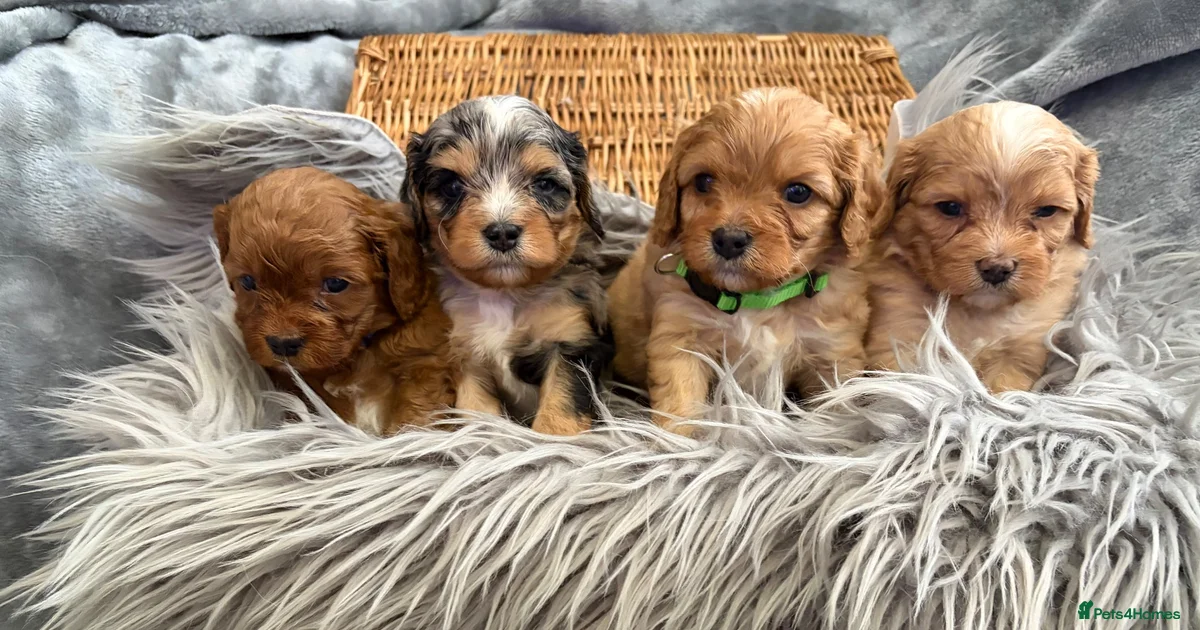 King charles spaniels Puppies for sale | Pets4Homes