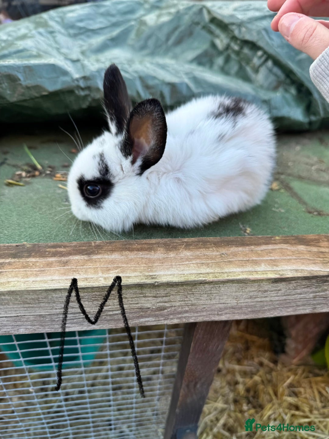 Rex x Lop Baby Rabbits for Sale- READY 23rd Jan for sale in Melton ...