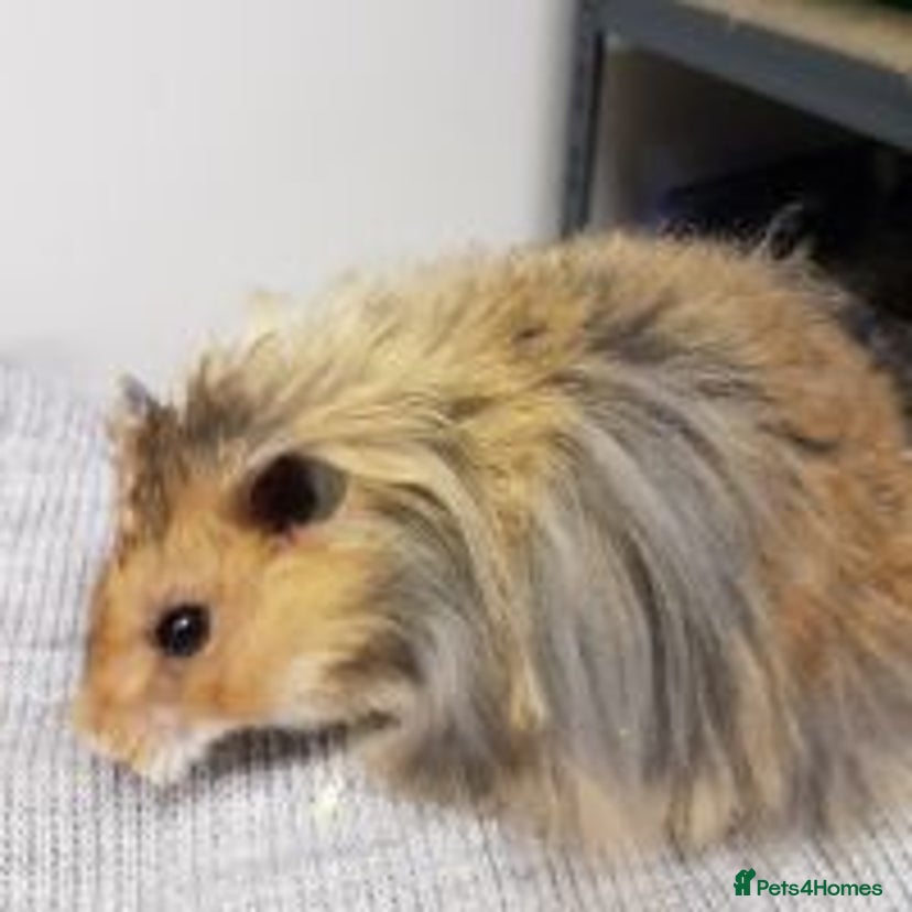 Dumbo Rat rodents for sale | Pets4Homes