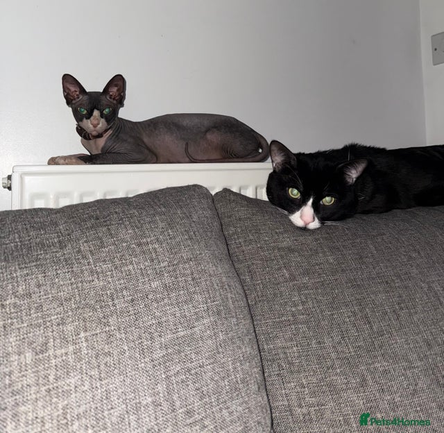 Sphynx Variant (Tuxedo) Mix for sale in London | Pets4Homes