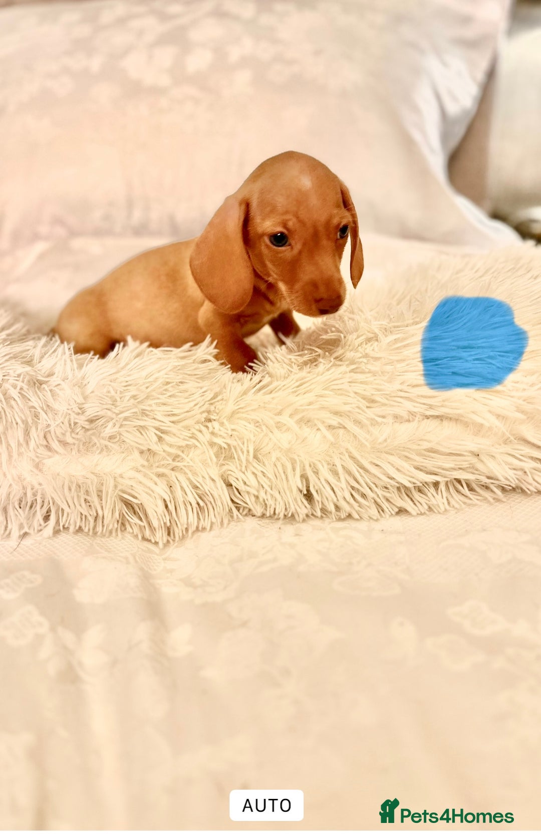 last KC ee red girl PRA clear ready now for sale in Barnsley | Pets4Homes