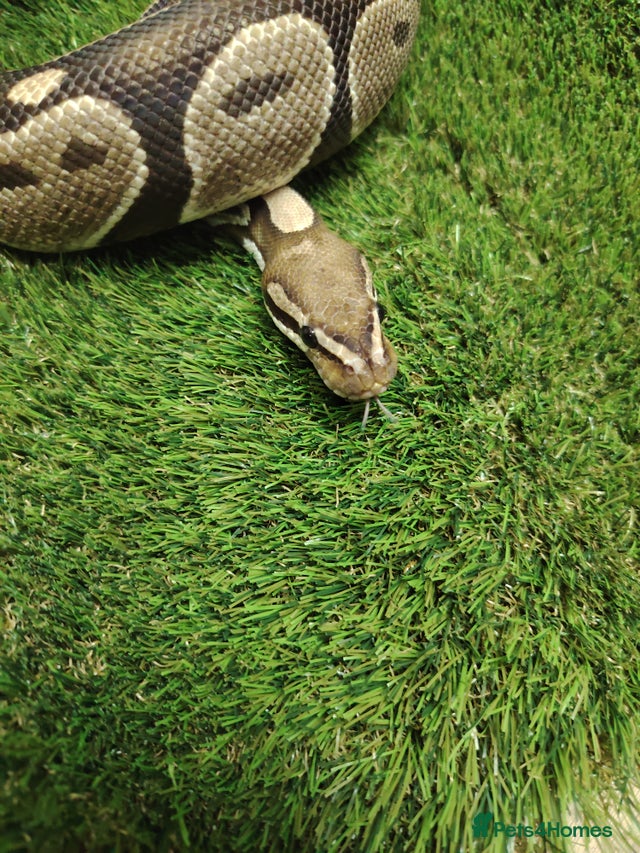 Special royal python male for sale in Ellesmere Port | Pets4Homes