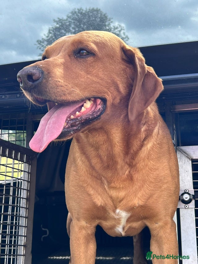 Labrador Retriever puppies for sale in Wellingborough | Pets4Homes