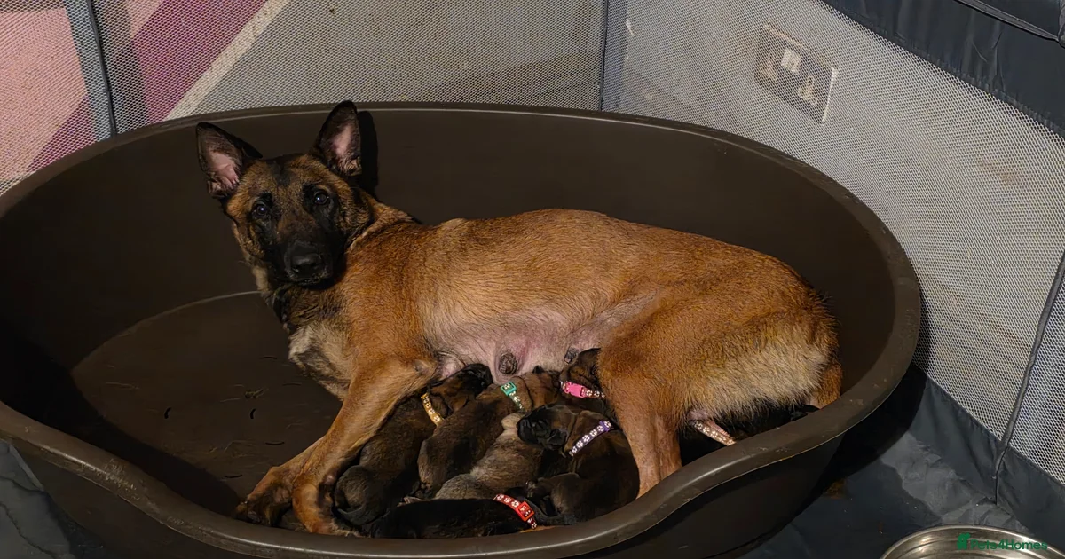 Malinois Mixed Breed Puppies for sale | Pets4Homes