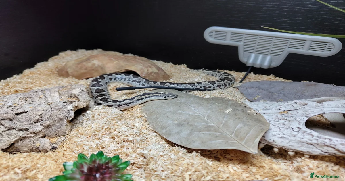 Snake Reptiles for sale | Pets4Homes
