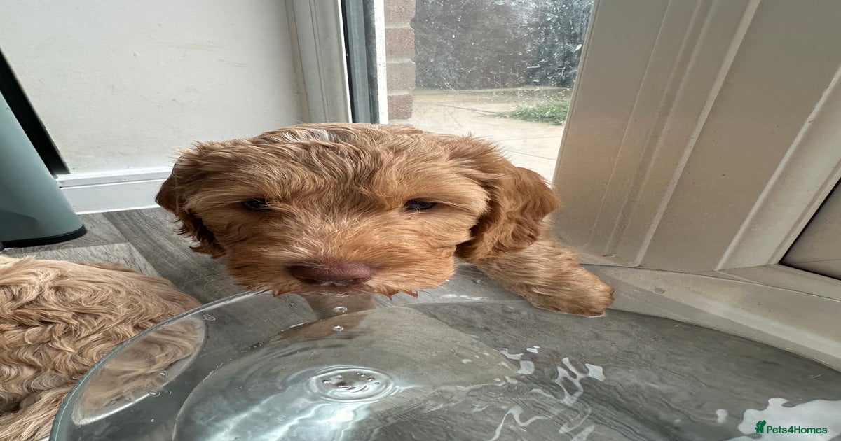 3 Cockapoo Puppies - ready to go for sale in Deeside | Pets4Homes