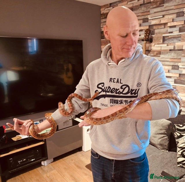 Corn Snakes x2 for sale in Milton Keynes | Pets4Homes